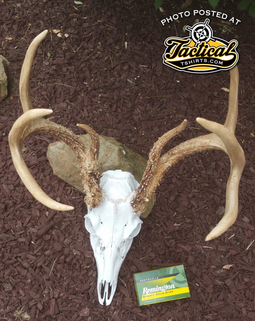 European Deer Skull Mount - John1911.com Gun Blog