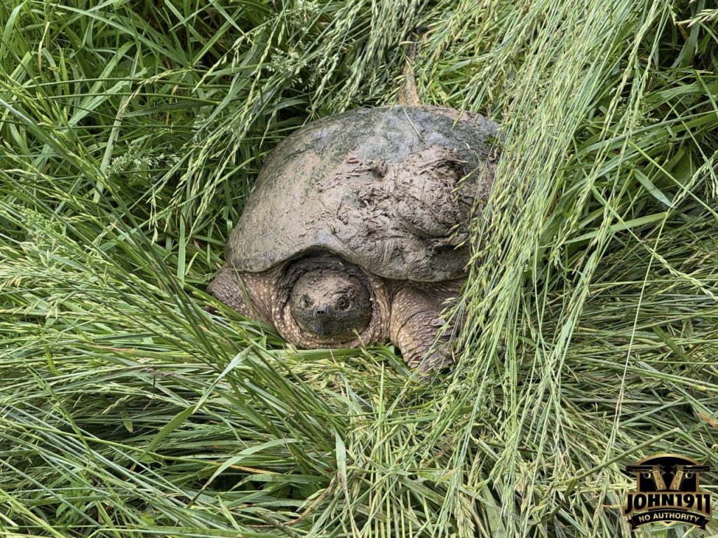 Gun Range Drive-By - Snapping Turtle